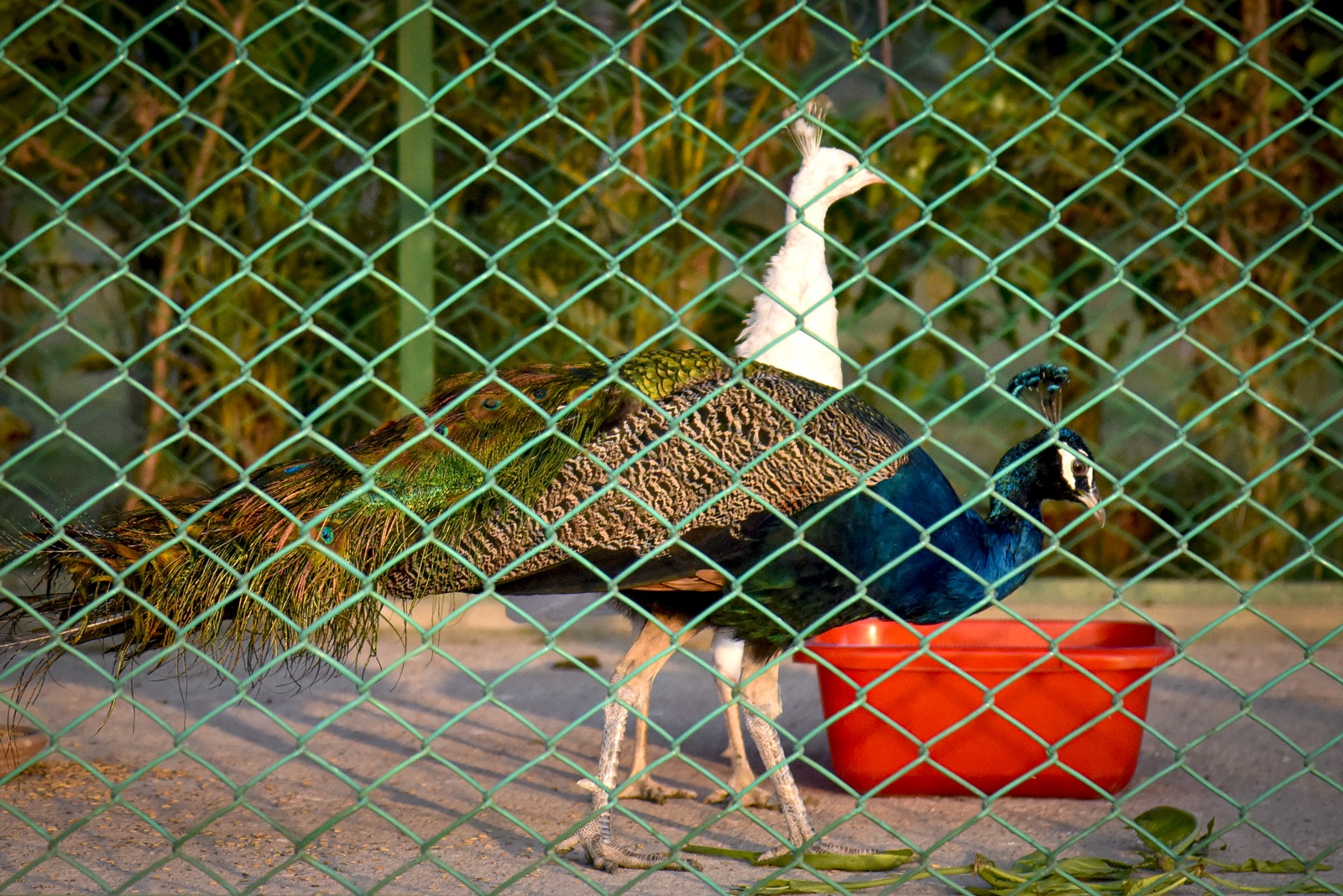 SKS Inn | Largest 4-Star Resort in North Bengal || PHOTOS