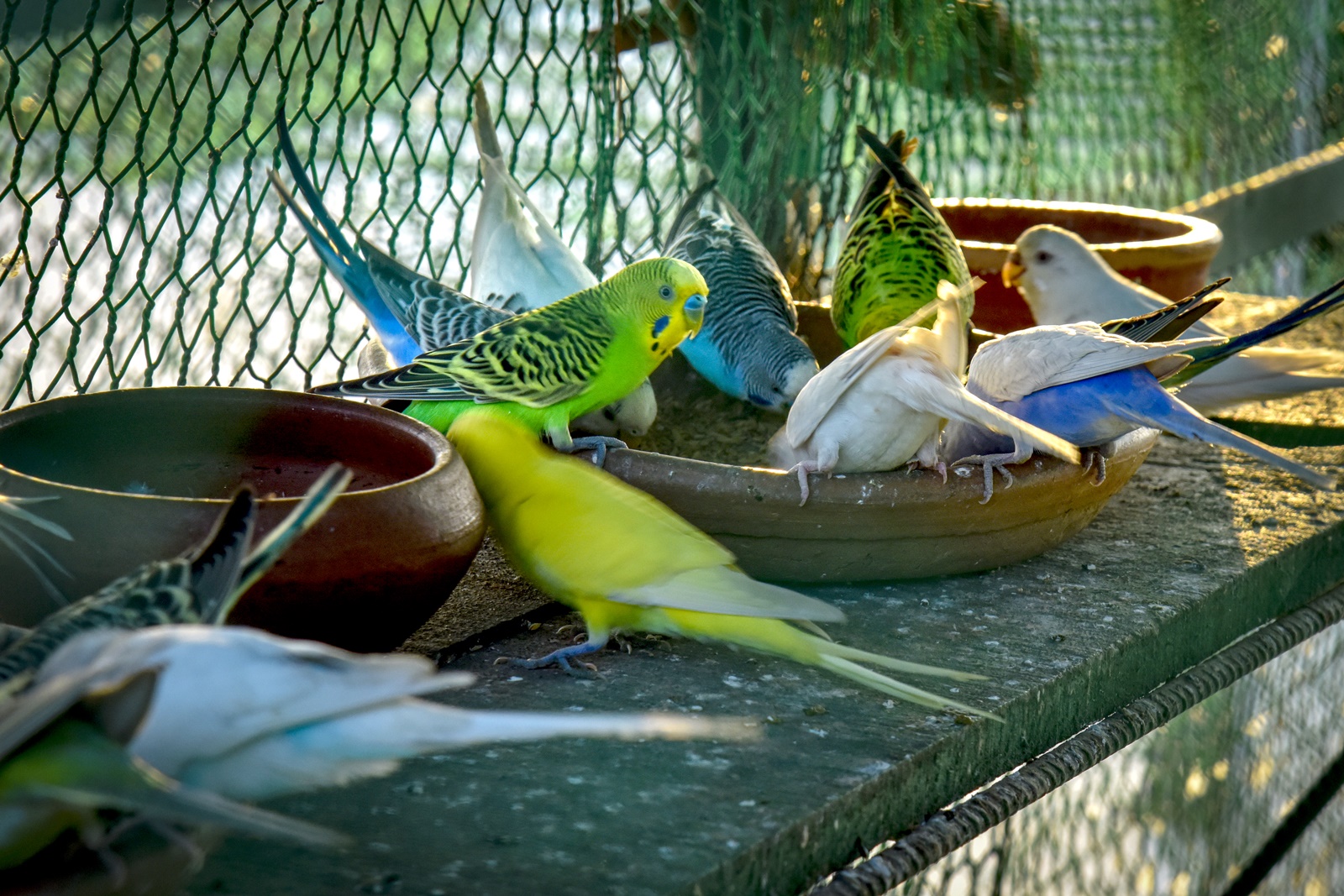 SKS Inn | Largest 4-Star Resort in North Bengal || PHOTOS