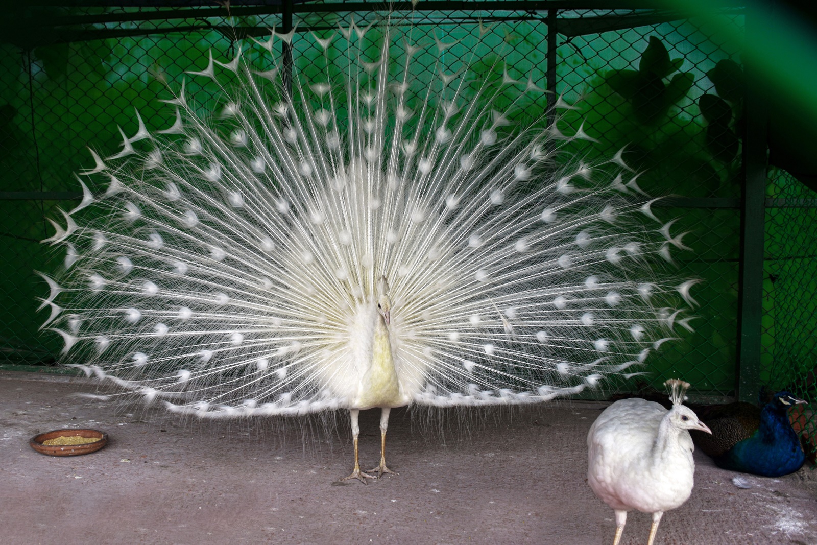 SKS Inn | Largest 4-Star Resort in North Bengal || PHOTOS